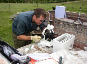 Bull fertility testing - TLP