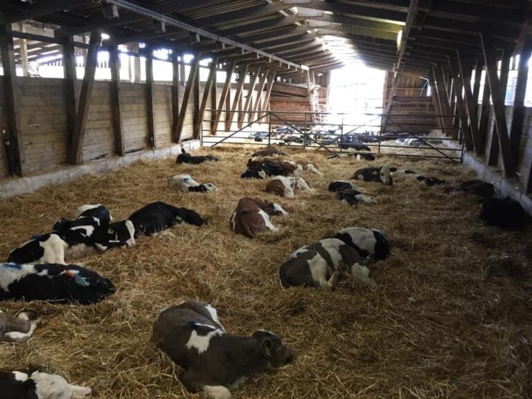 Knock down Disbudding - TLP