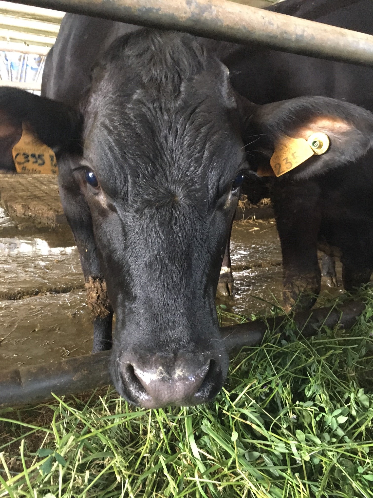 Beef herd health - TLP